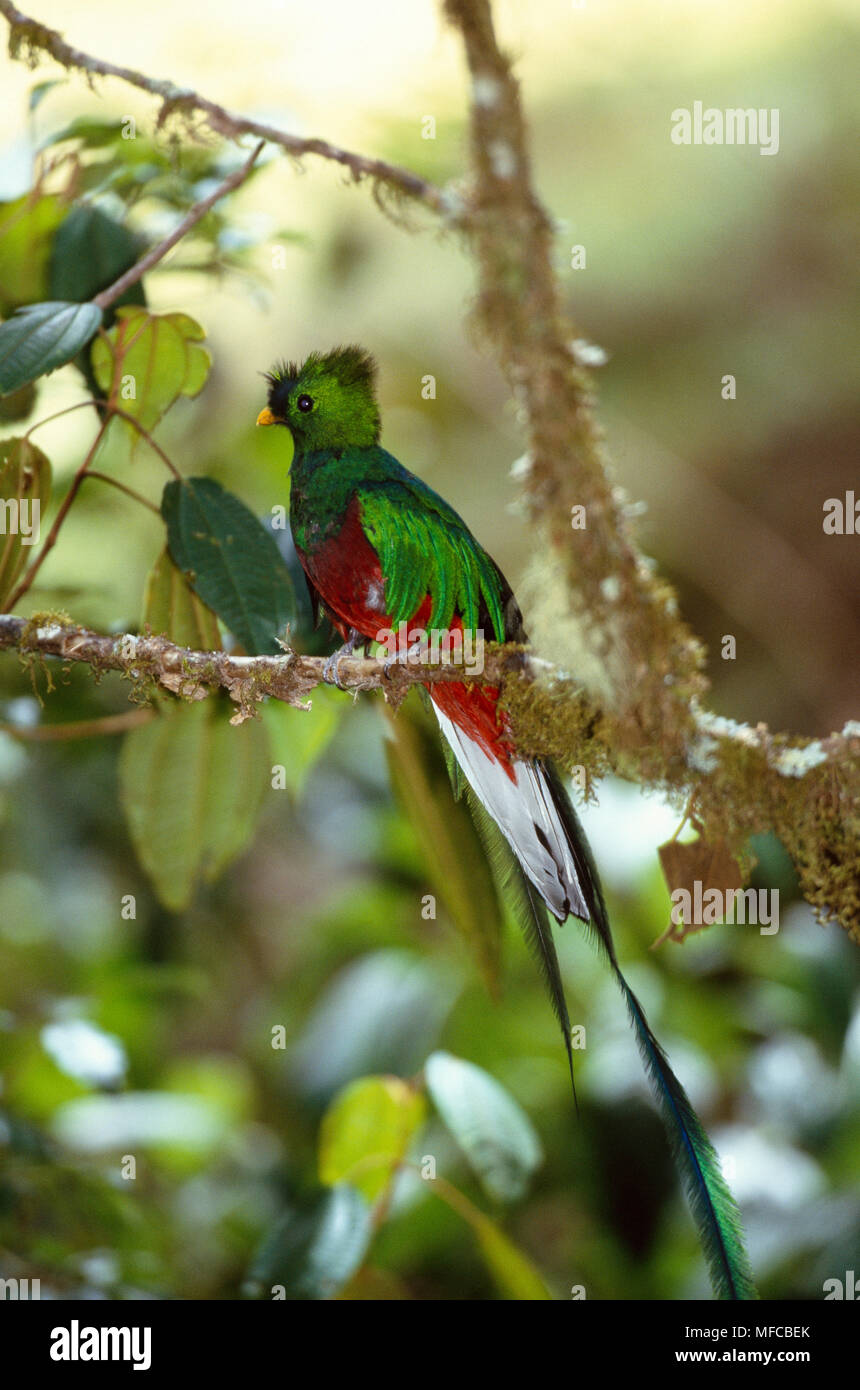 Quetzals costa rica hi-res stock photography and images - Alamy