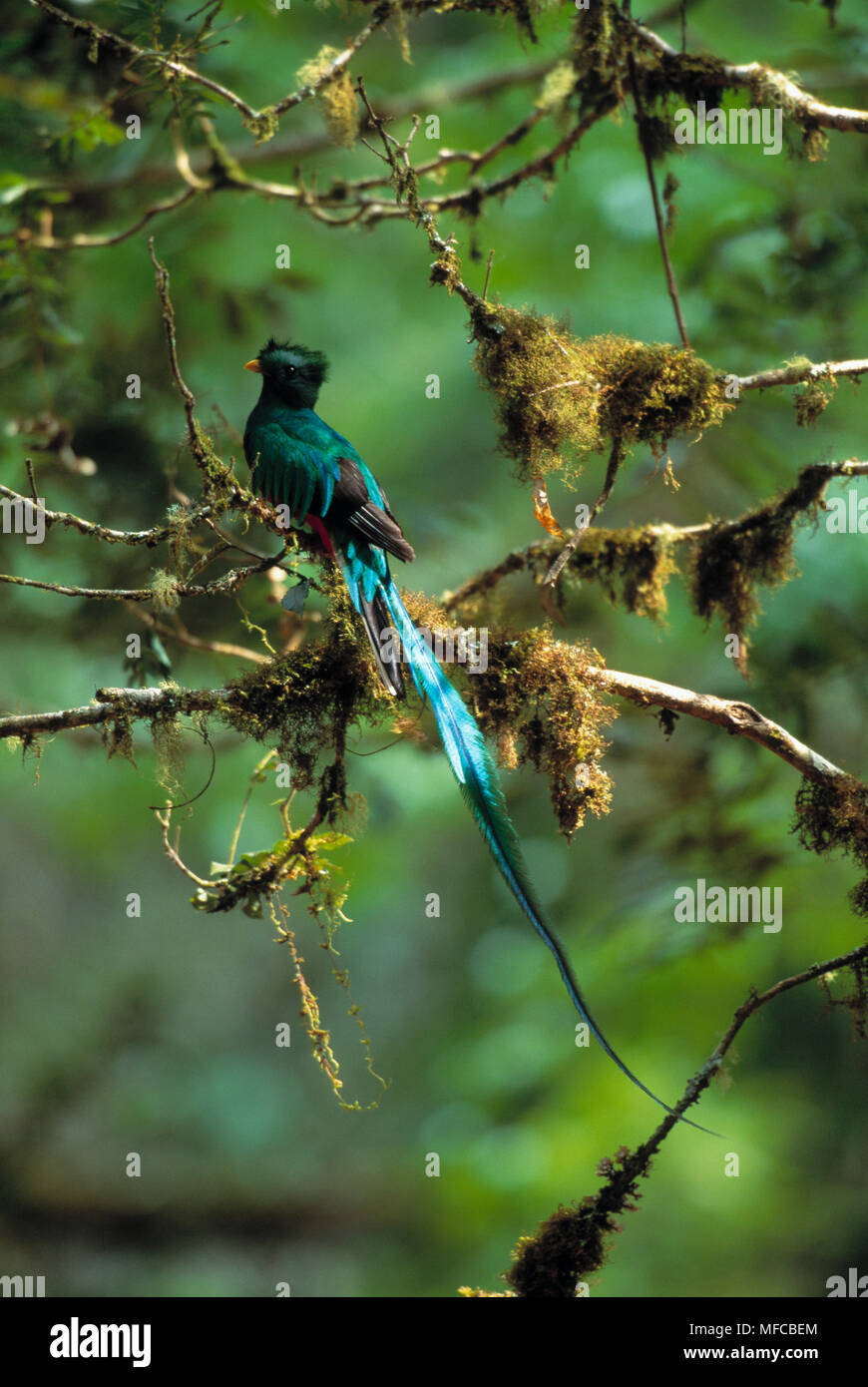 RESPLENDENT QUETZAL male Pharomachrus mocinno At 7400 feet, Talamanca ...