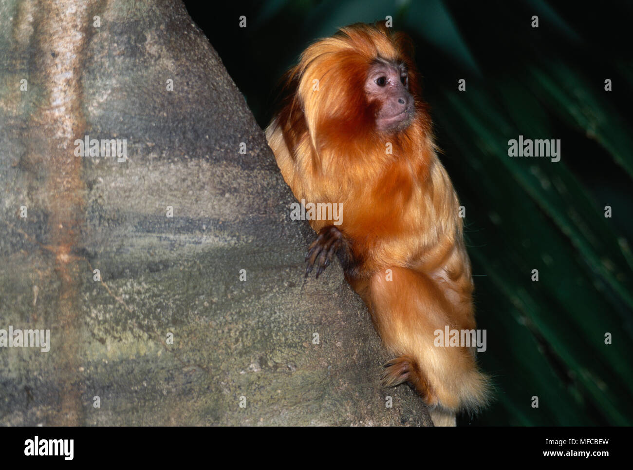 GOLDEN LION TAMARIN in captivity Leontopithecus rosalia Endangered ...