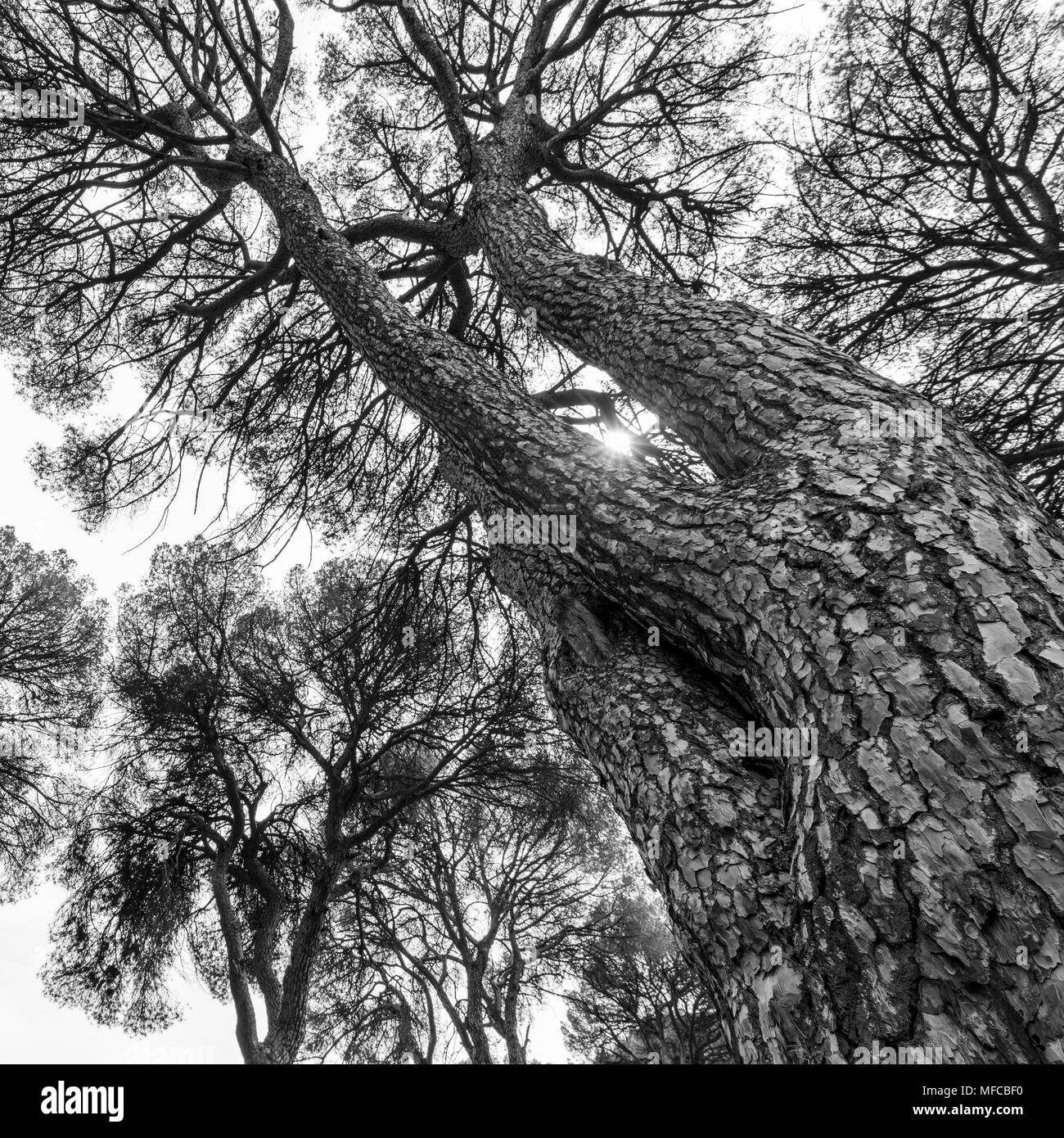 PINO PIÑONERO - Stone pine (Pinus pinea), is also called the Italian ...