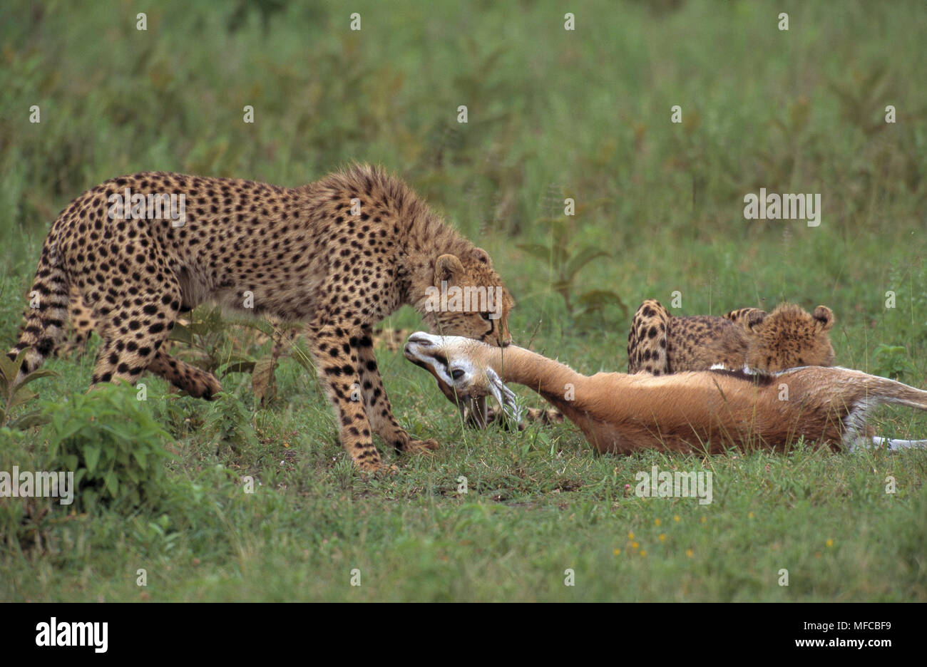 CHEETAH cubs starting to eat gazelle Acinonyx jubatus Serengeti ...