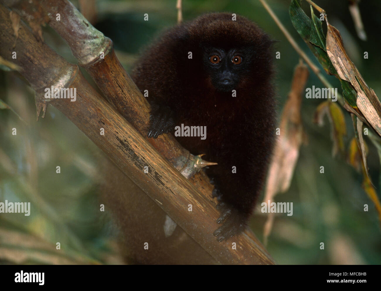 Callicebus brunneus hi-res stock photography and images - Alamy