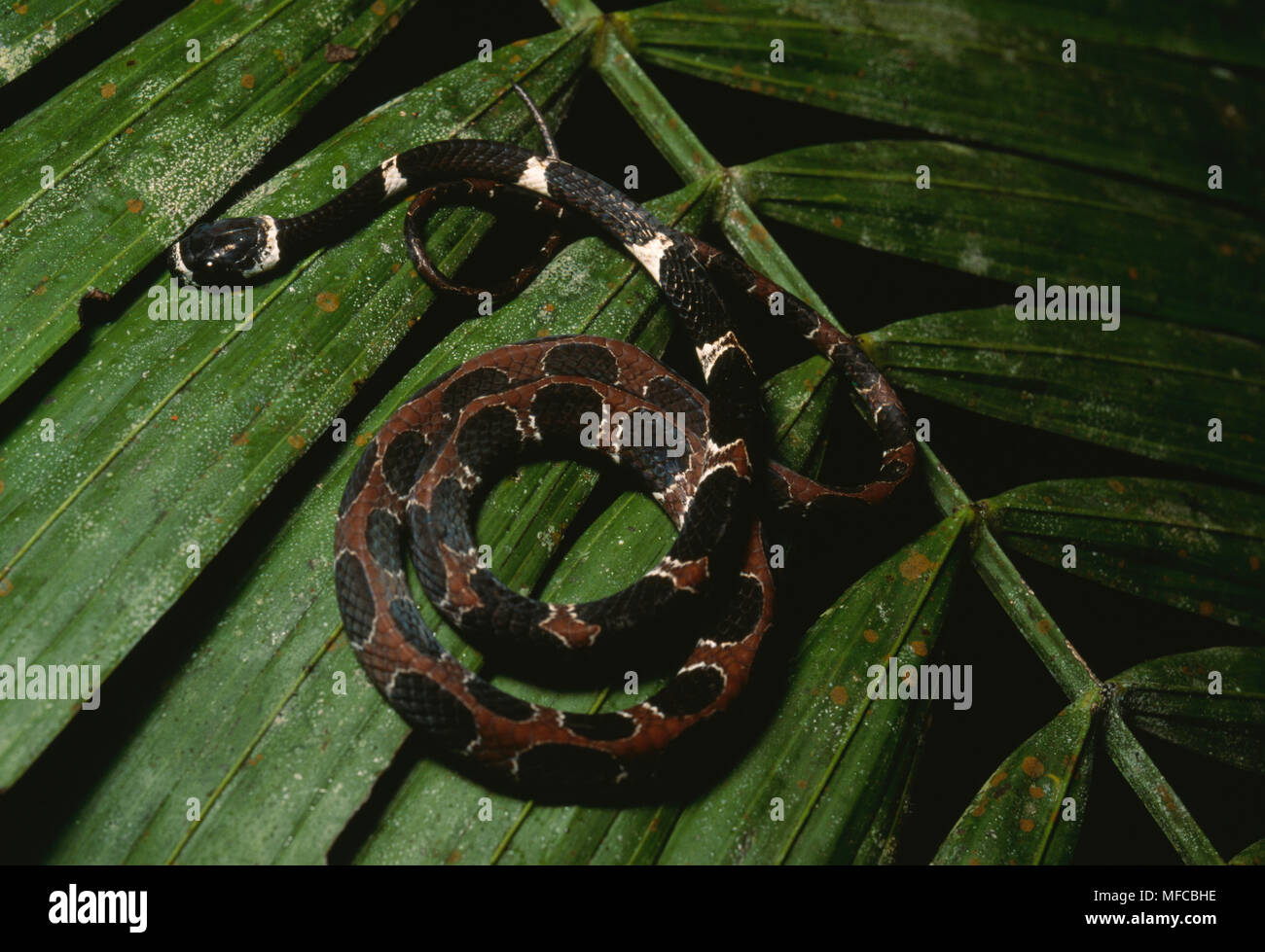 BLUNTHEAD TREE SNAKE young Imantodes cenchoa on leaf. Manu National ...
