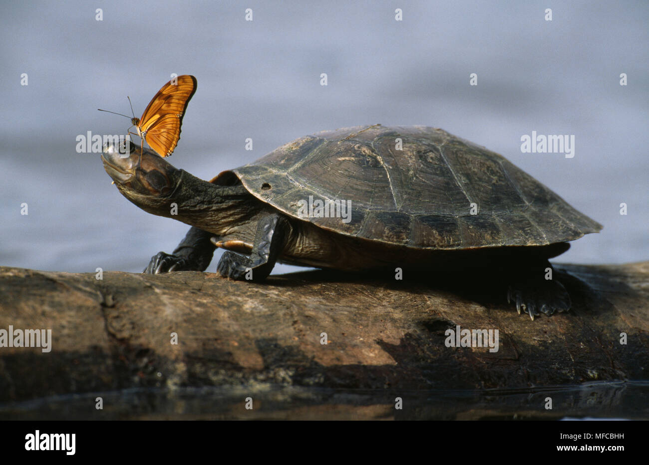 Podocnemis sp hi-res stock photography and images - Alamy