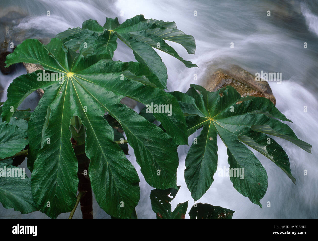 Cecropia Tree Stock Photos & Cecropia Tree Stock Images - Alamy