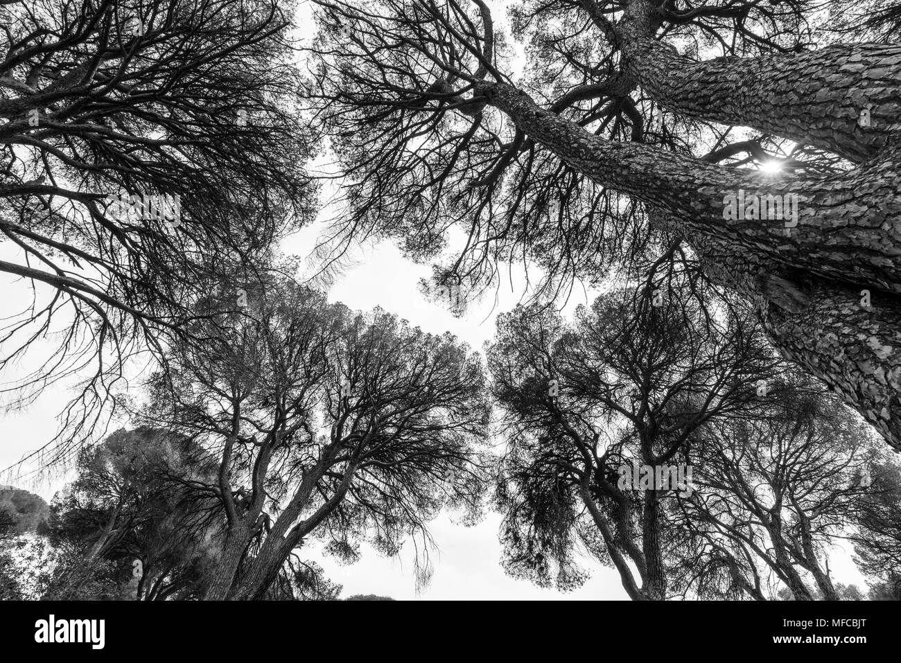 PINO PIÑONERO - Stone pine (Pinus pinea), is also called the Italian ...