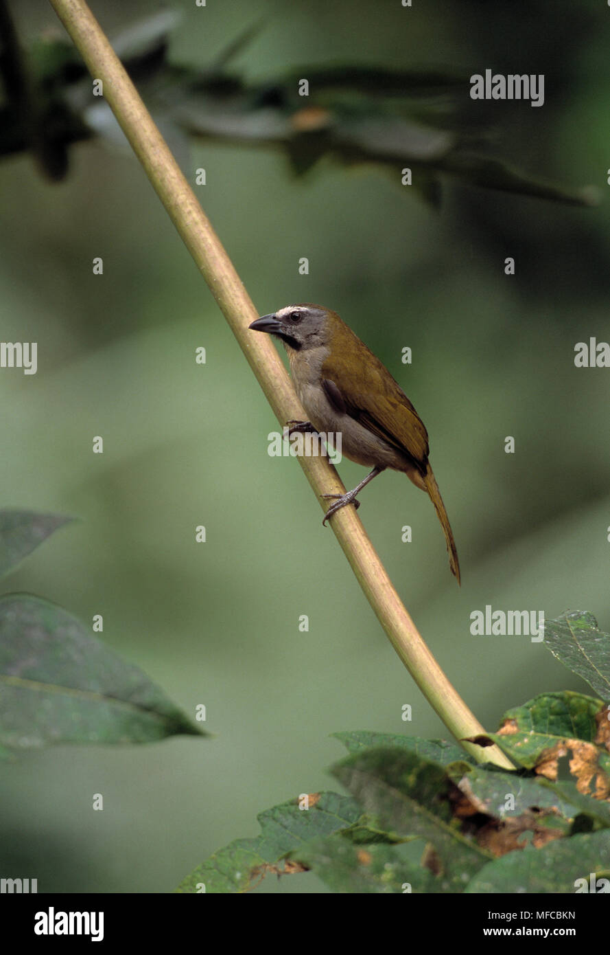 BUFF-THROATED SALTATOR Saltator maximus on branch, at 1000m altitude ...