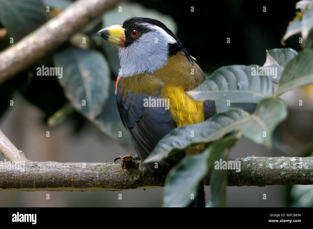 TOUCAN BARBET Semnornis ramphastinus La Planada Nature Reserve ...
