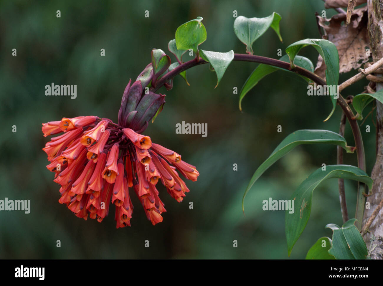 RAINFOREST FLOWER inflorescence Bromerea sp. High altitude species at ...