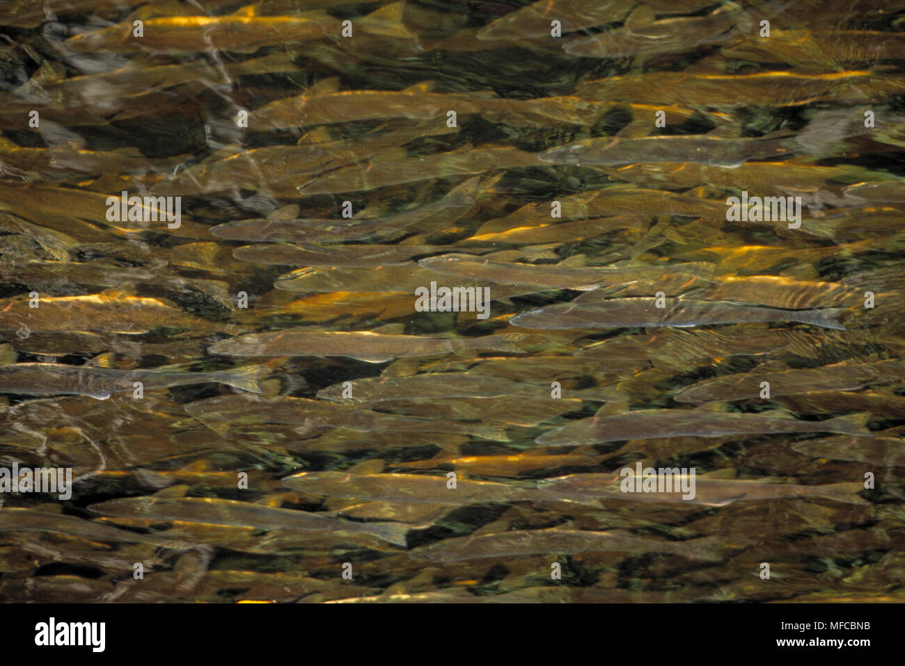 PINK SALMON or HUMPY SALMON Onchorhynchus gorbuscha shoal in shallow ...