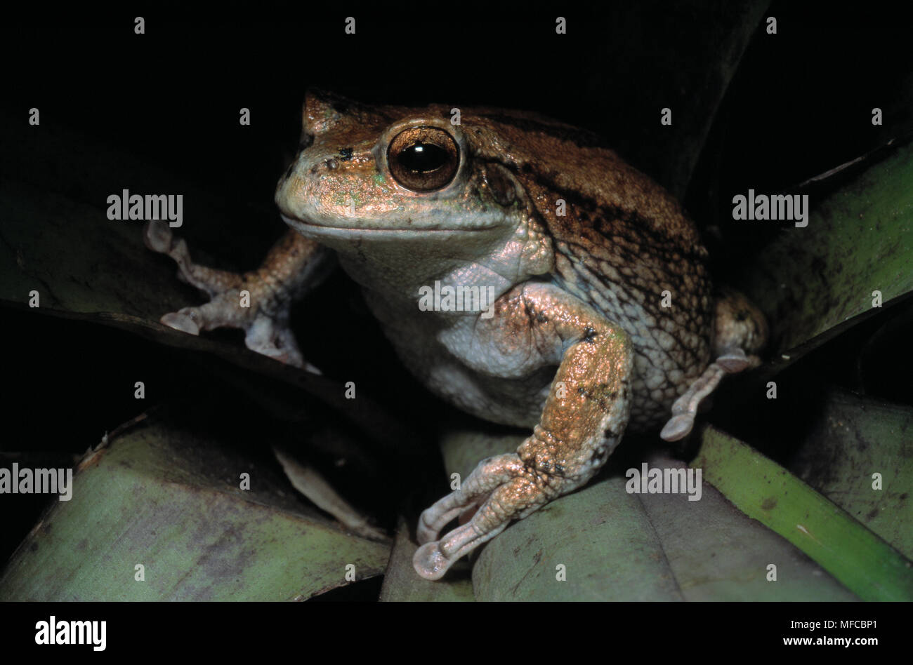 Gastrotheca hi-res stock photography and images - Alamy