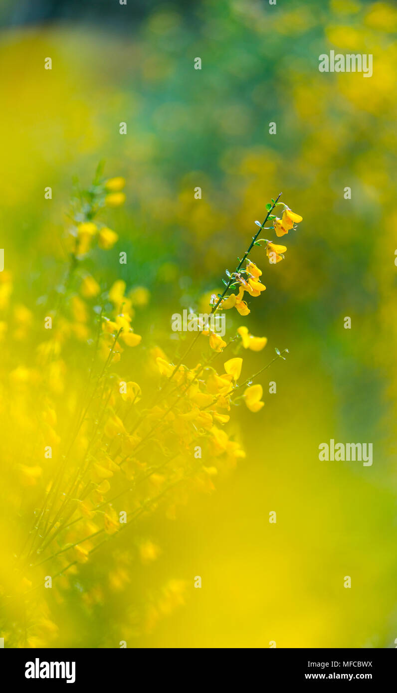 Genista sp hi-res stock photography and images - Alamy