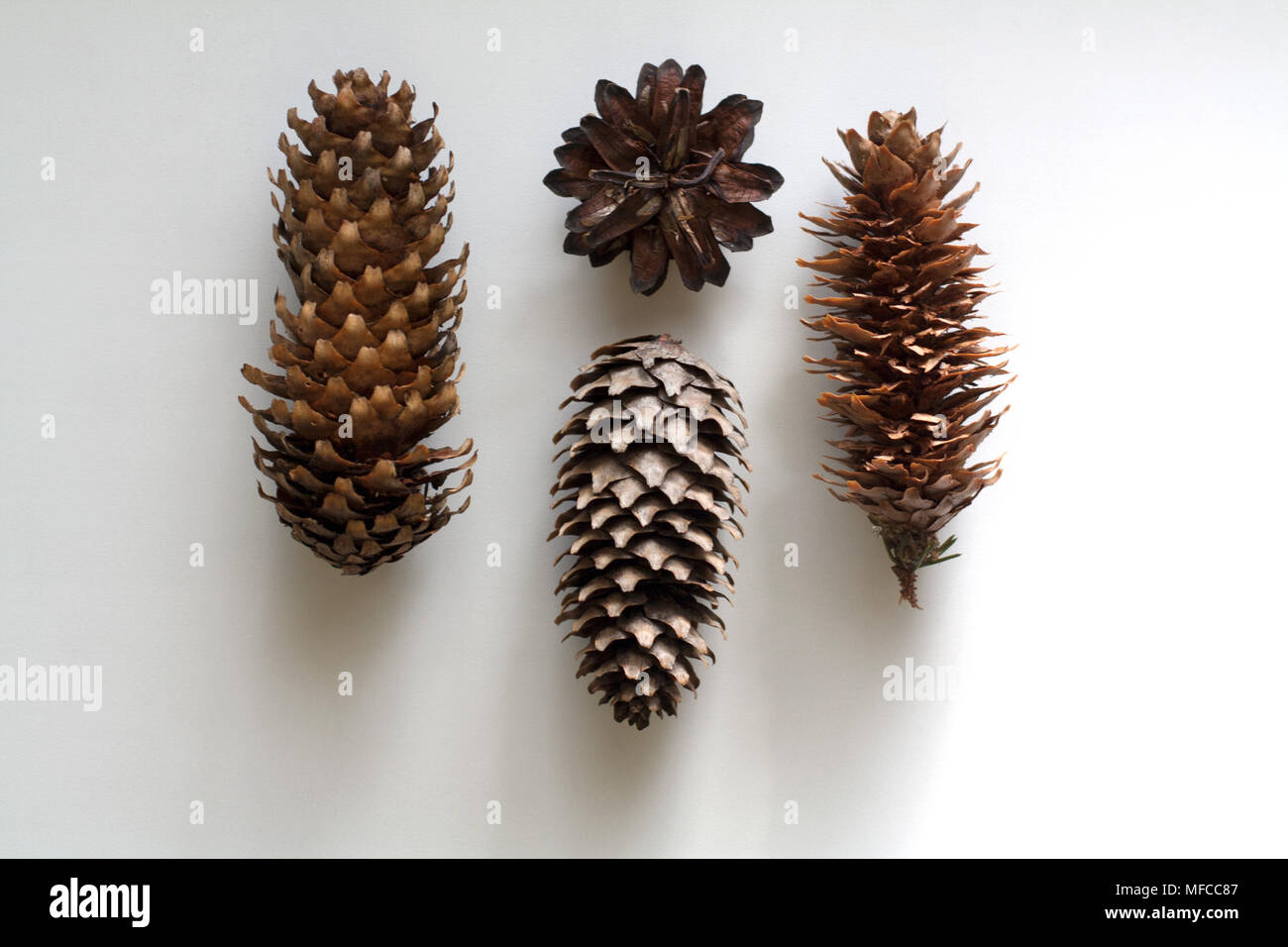 Conifer cones set isolated on white background from a high angle view ...