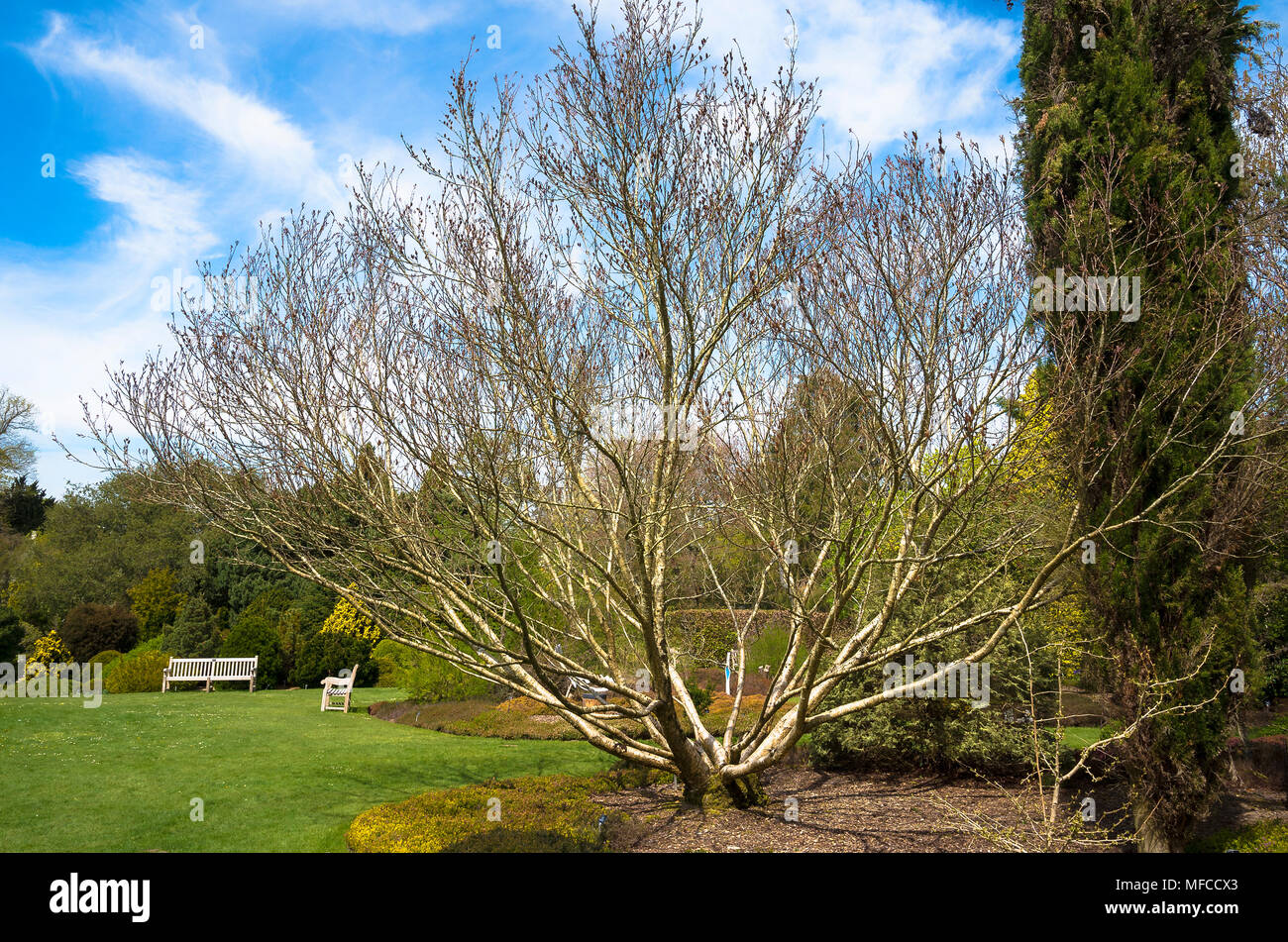 Branched structure hi-res stock photography and images - Alamy