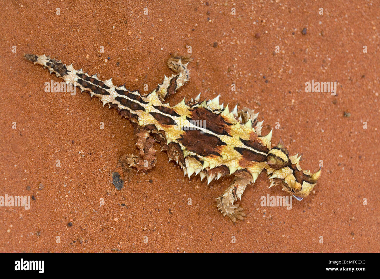 Thorny devil lizard hi-res stock photography and images - Alamy
