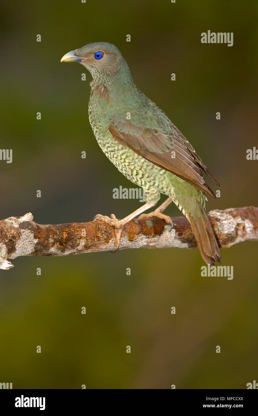 Female satin bowerbirds hi-res stock photography and images - Alamy