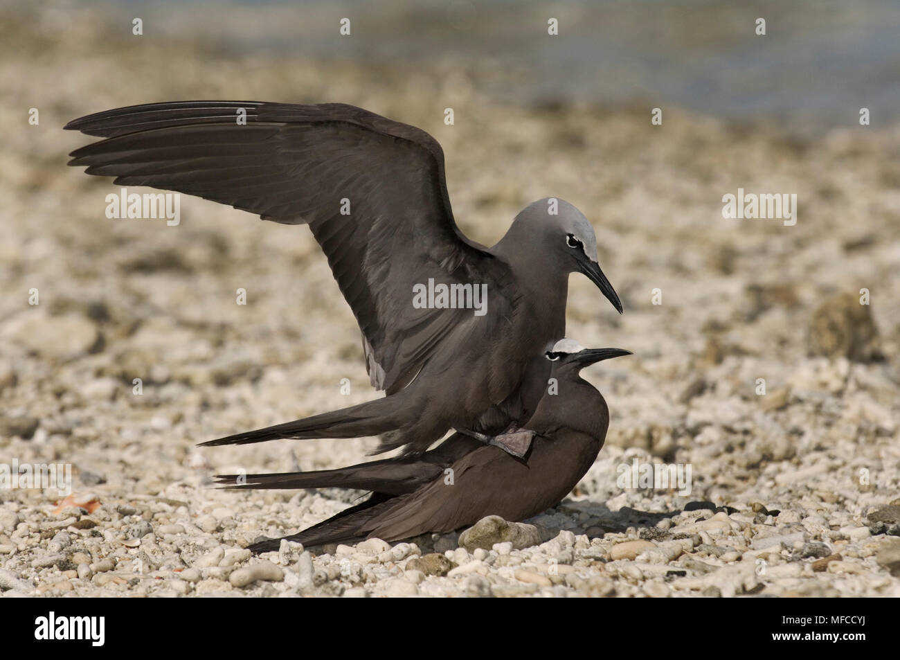 COMMON NODDIES copulating; Anous stolidus; Australia Stock Photo - Alamy