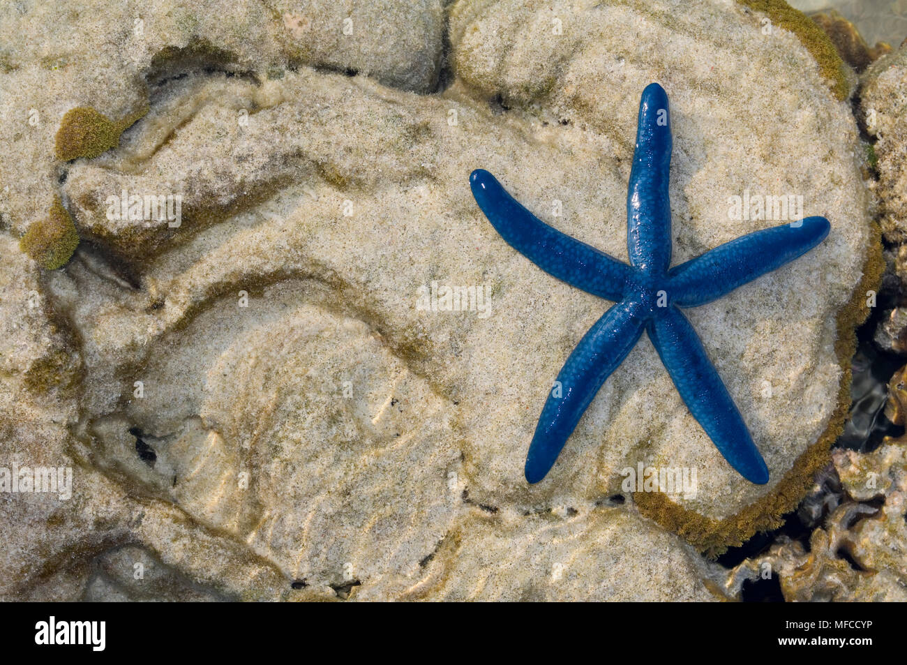 Blue Seastar Linckia Laevigata High Resolution Stock Photography and ...