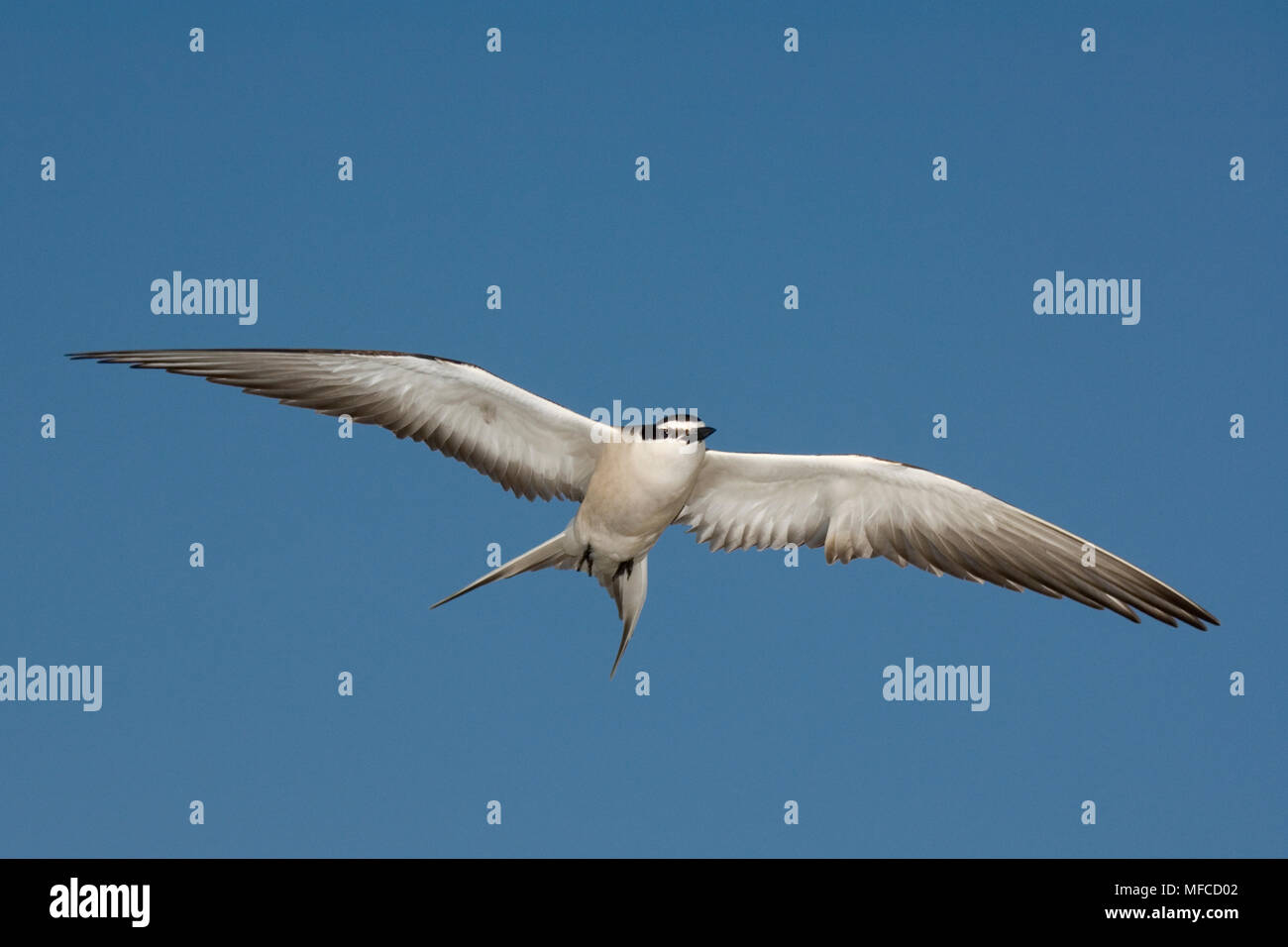 Australian terns hi-res stock photography and images - Alamy