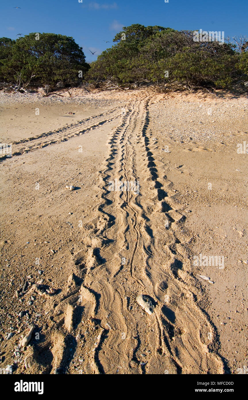 GREEN SEA TURTLE tracks, to and from nest site; Chelonia mydas; Lady ...