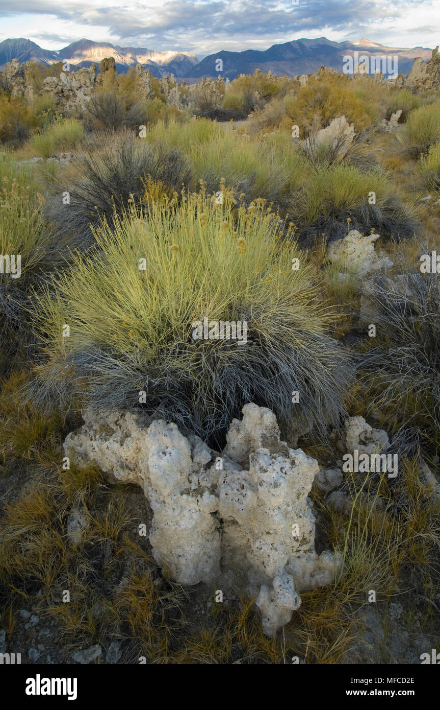 Greasewood hi-res stock photography and images - Alamy