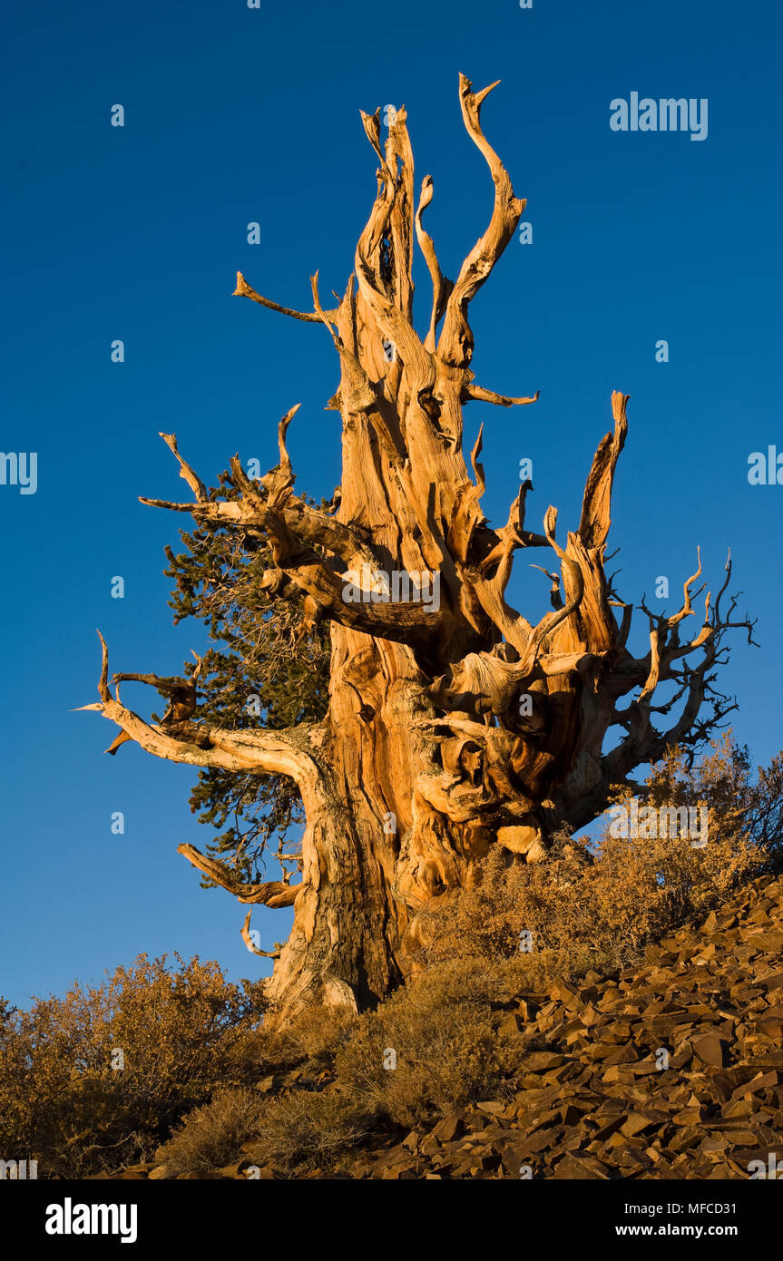 Pinus longaeva hi-res stock photography and images - Alamy