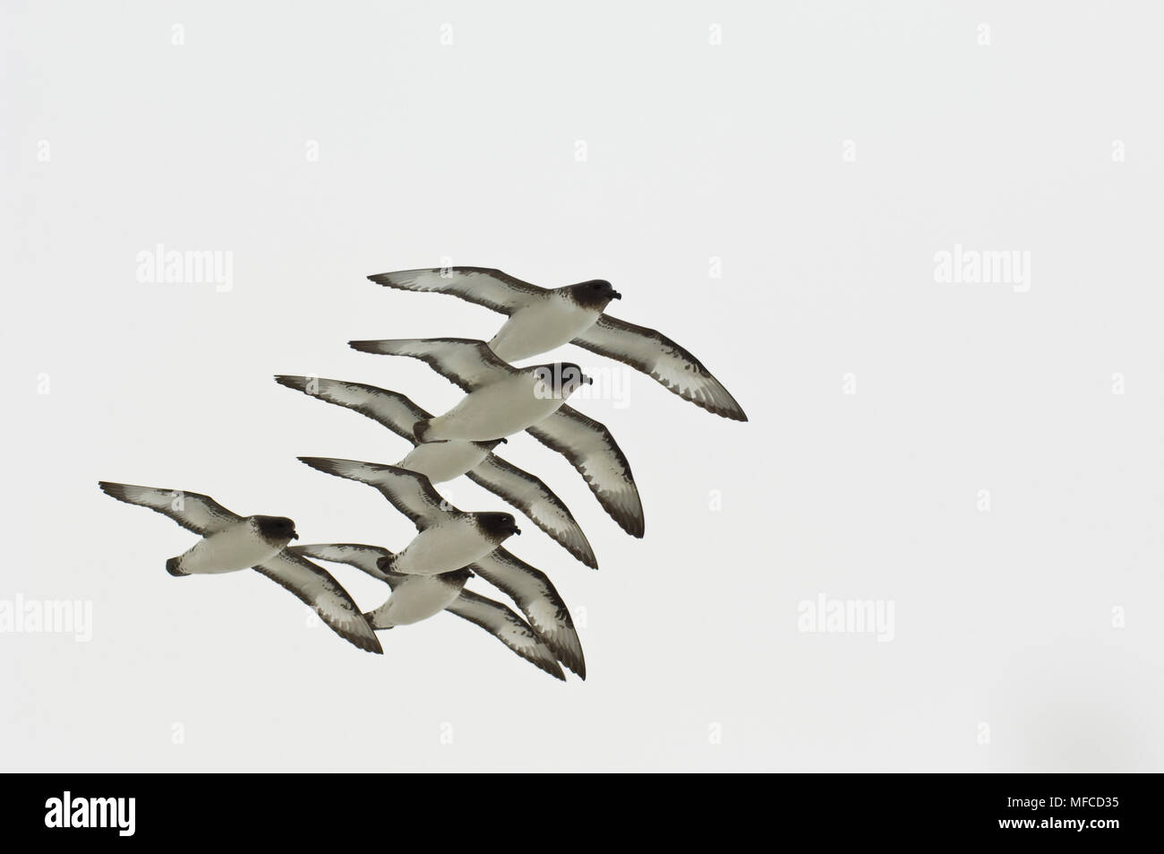 CAPE PETREL, Daption capense, Antarctica Stock Photo - Alamy