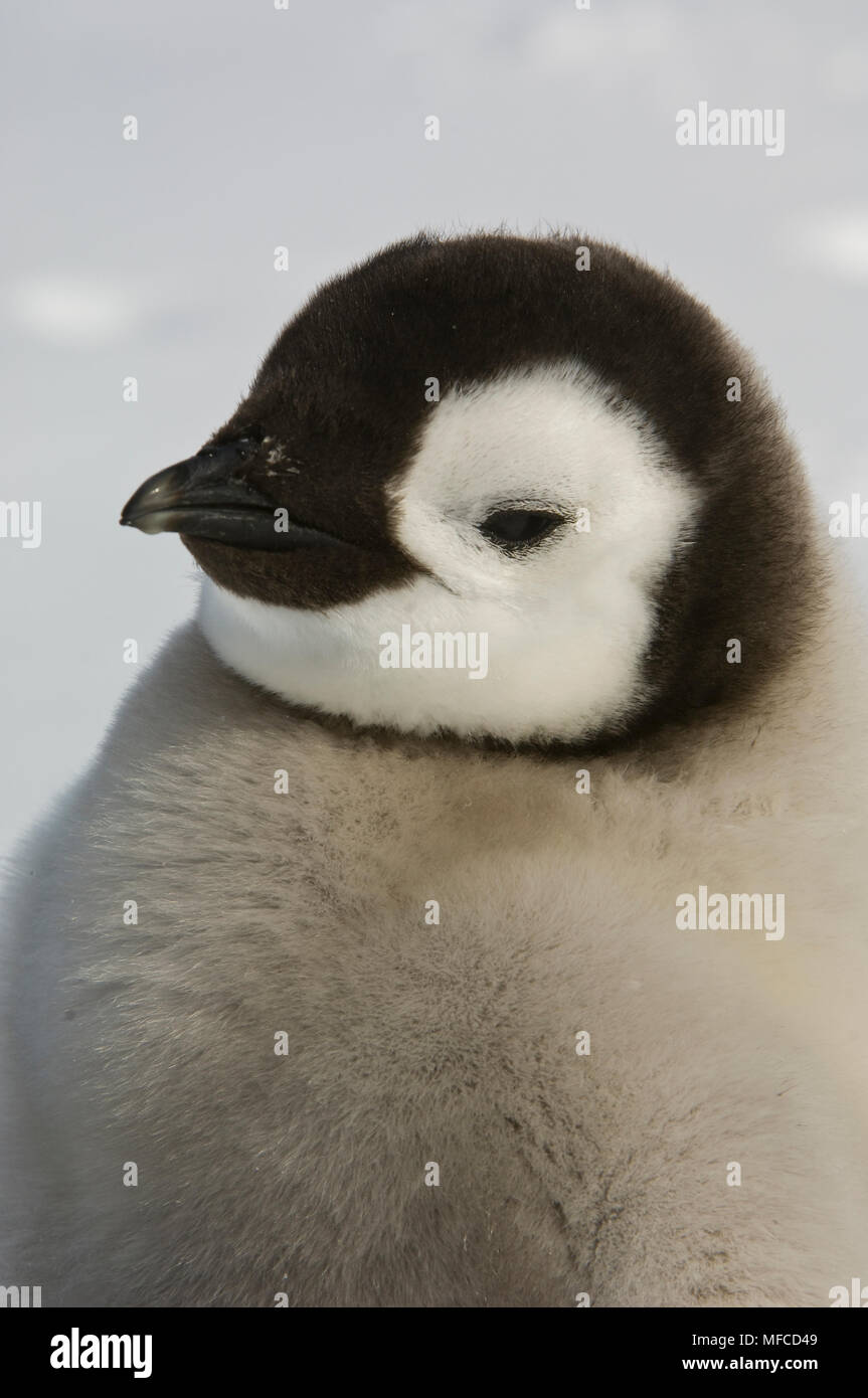 Emperor penguin chick hi-res stock photography and images - Alamy