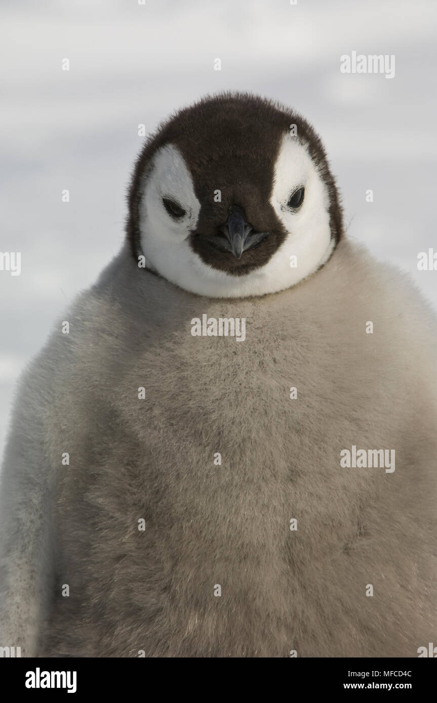 Emperor penguin chick hi-res stock photography and images - Alamy