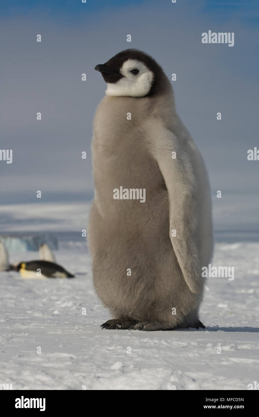 Emperor penguin chick hi-res stock photography and images - Alamy