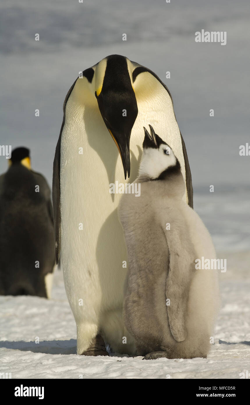 Emperor penguin feeding chick hi-res stock photography and images - Alamy
