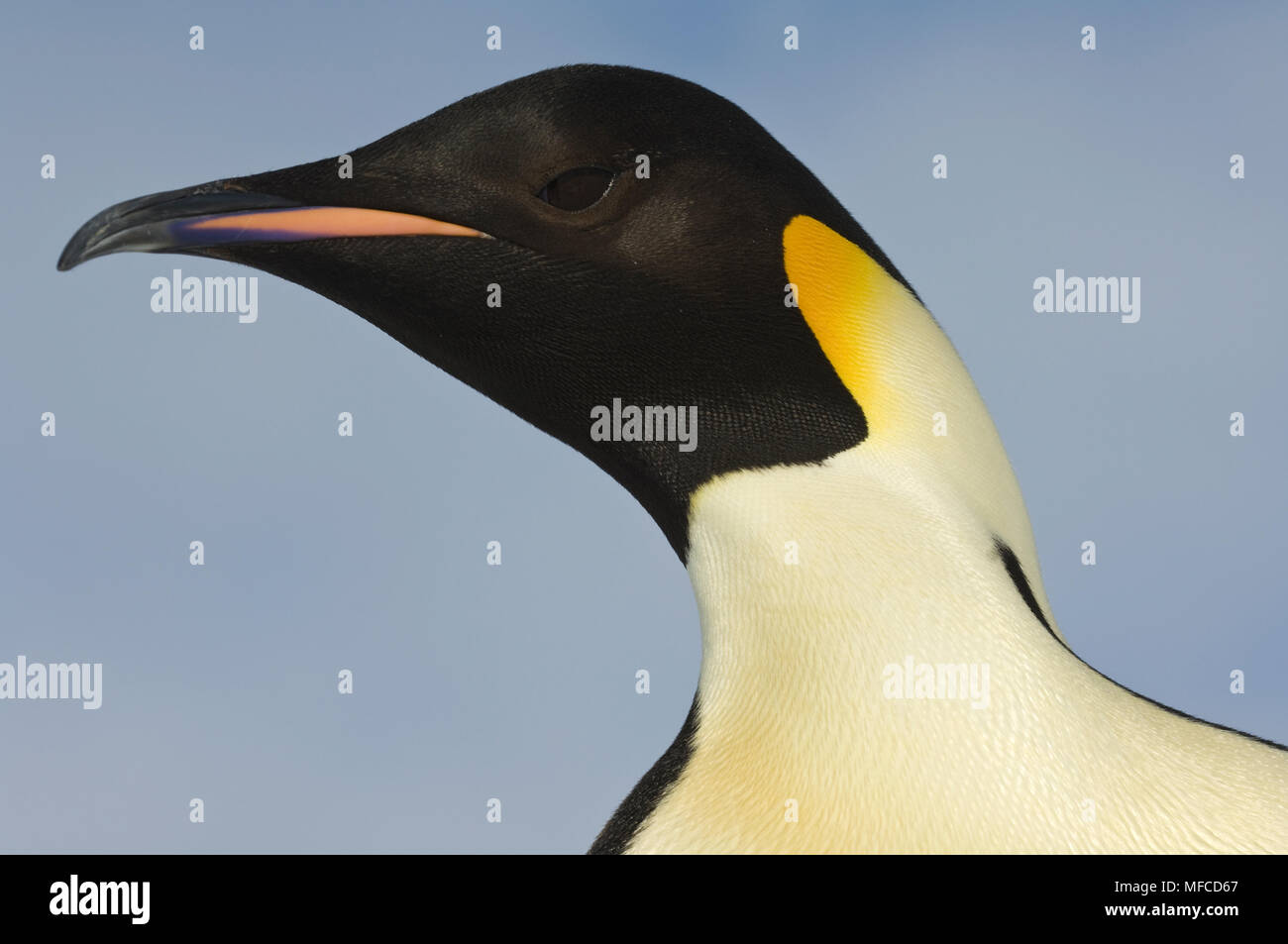 Emperor penguin head hi-res stock photography and images - Alamy