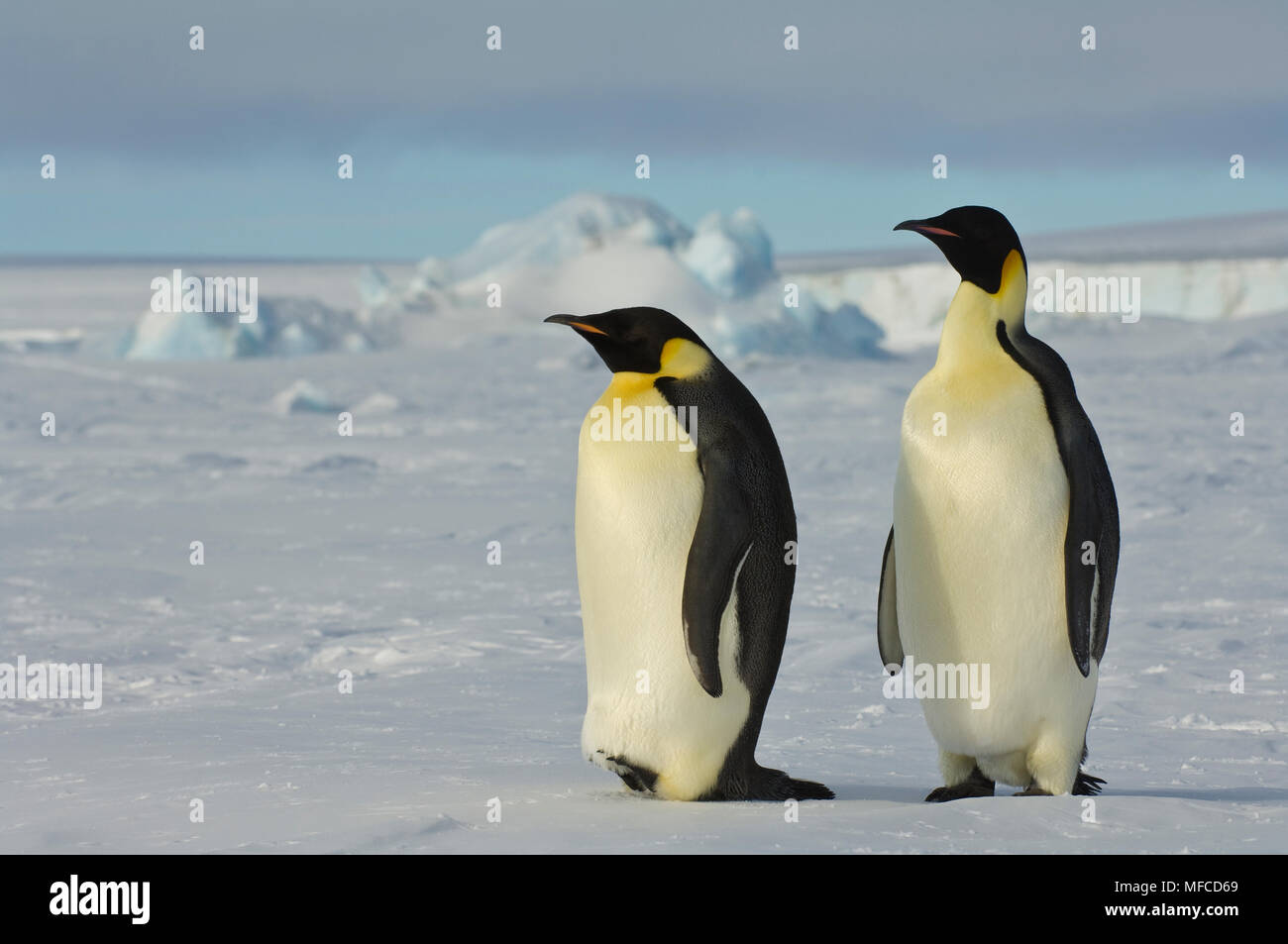 Antarctic landscape emperor penguins hi-res stock photography and ...
