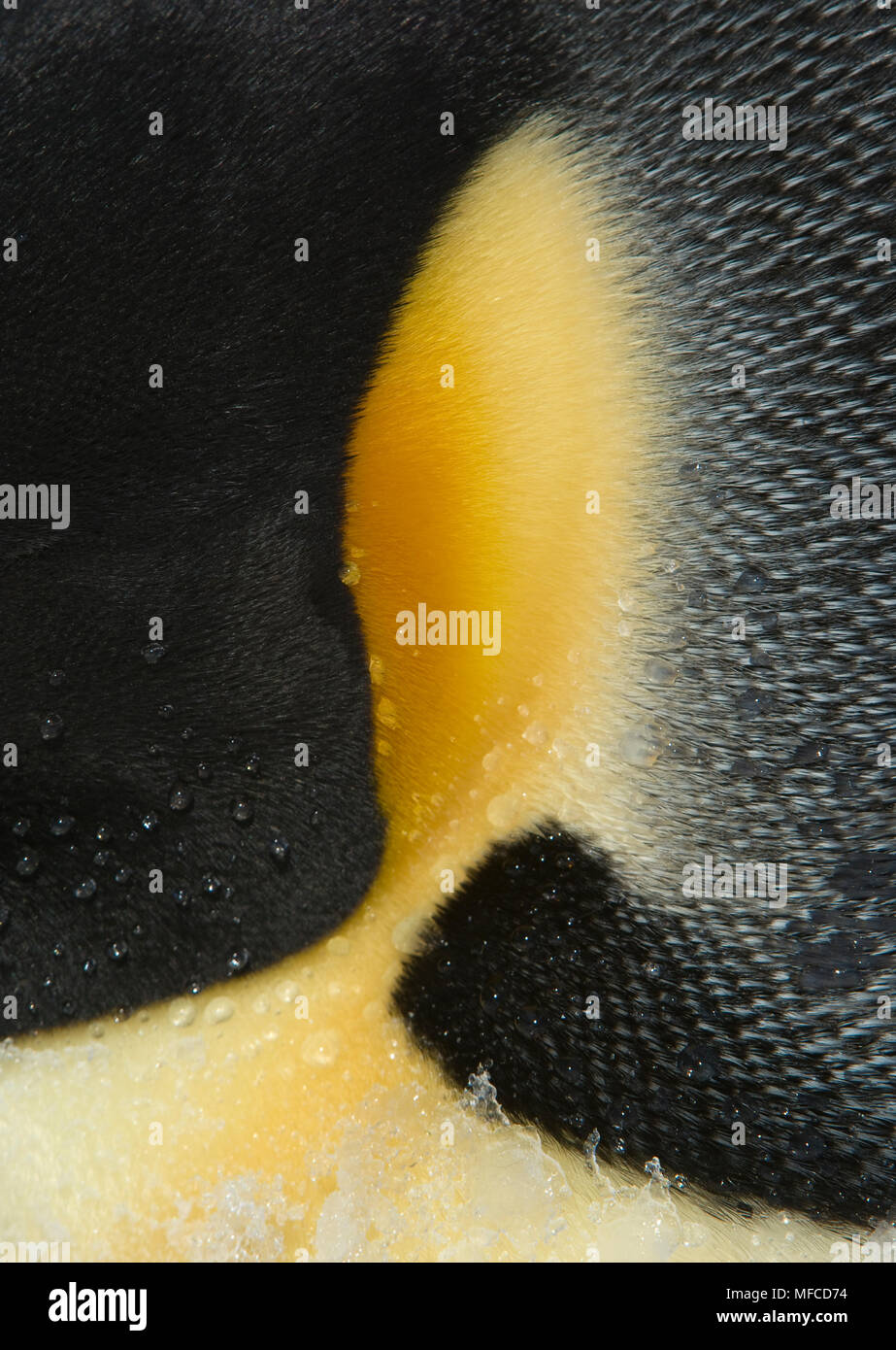 Emperor penguin neck patch detail, Antarctica; Aptenodytes fosteri ...