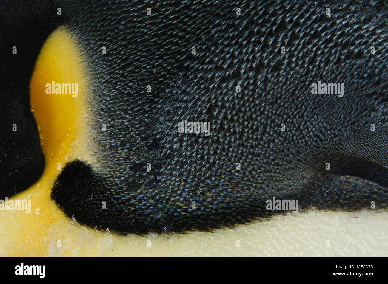 Penguin Patterns High Resolution Stock Photography and Images - Alamy