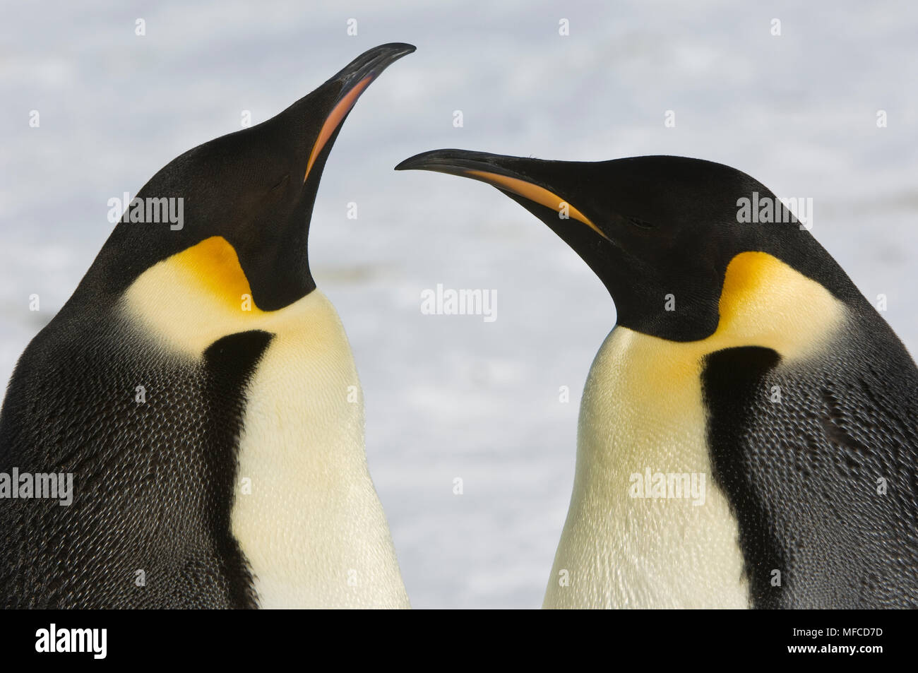 Emperor penguin, Aptenodytes fosteri, Antarctica Stock Photo - Alamy