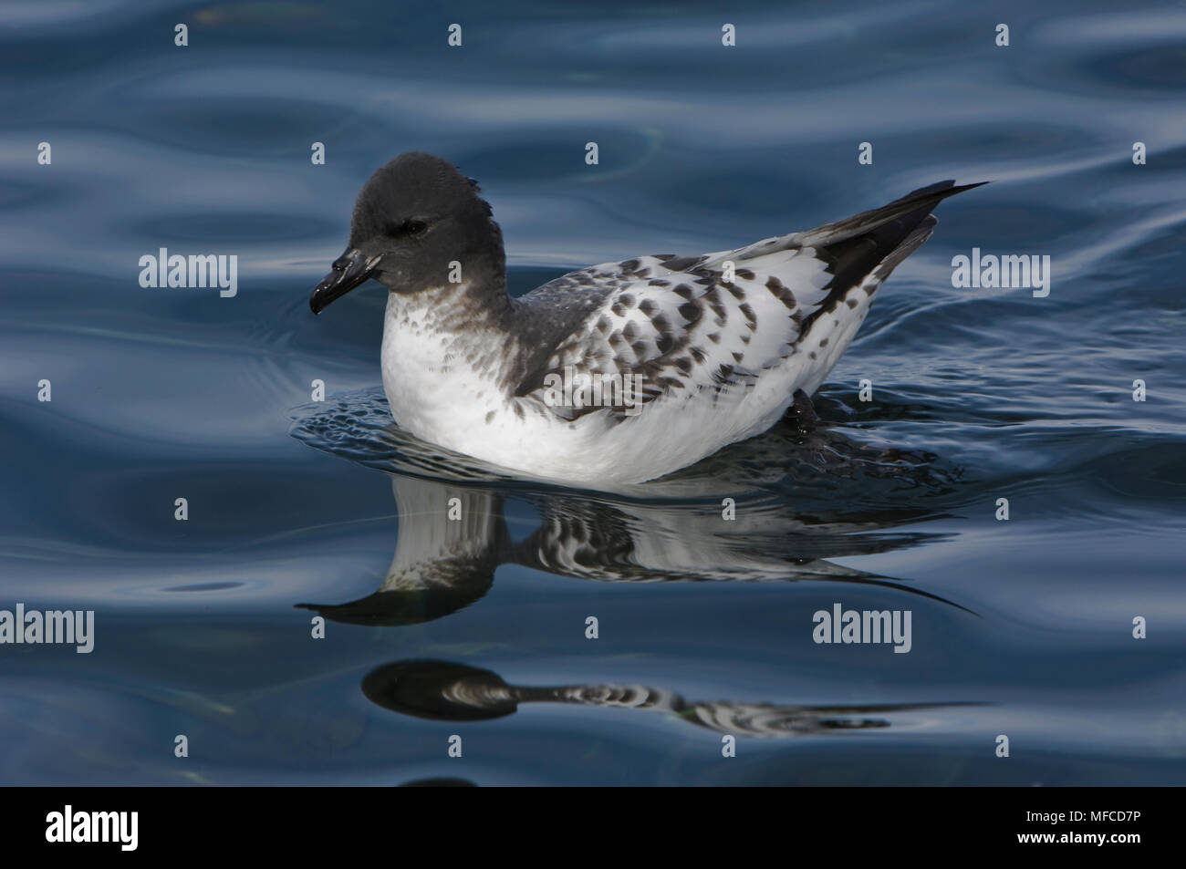 Cape petrel, Daption capense; Antarctica Stock Photo - Alamy