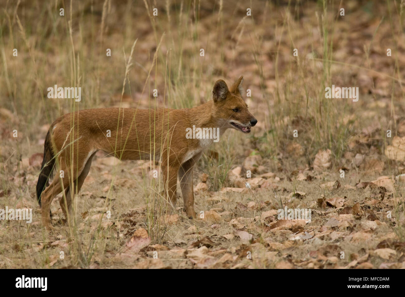 Indian wild dog hi-res stock photography and images - Alamy