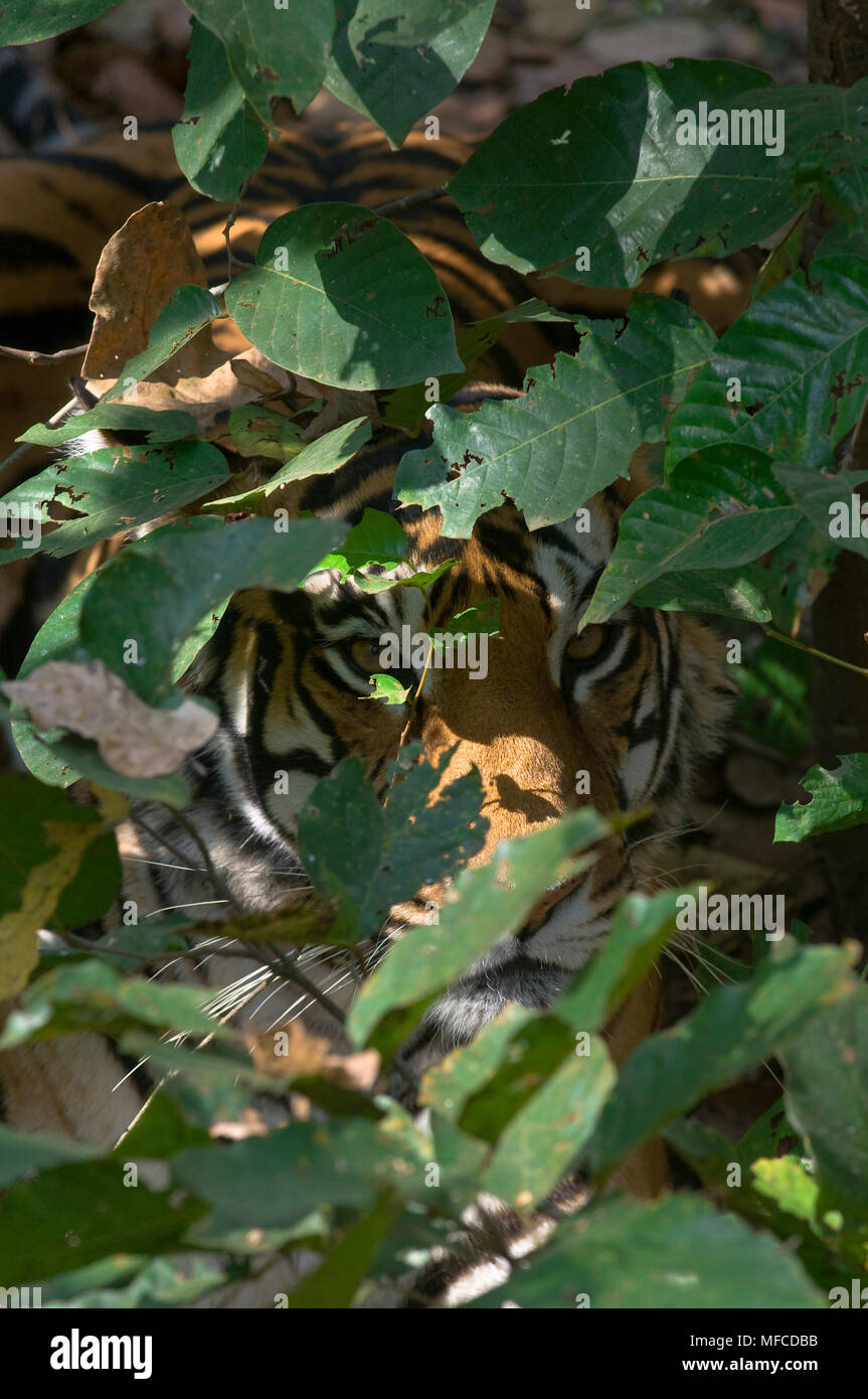 Bengal tiger (Panthera tigris) almost hidden under tree; Kanha National ...