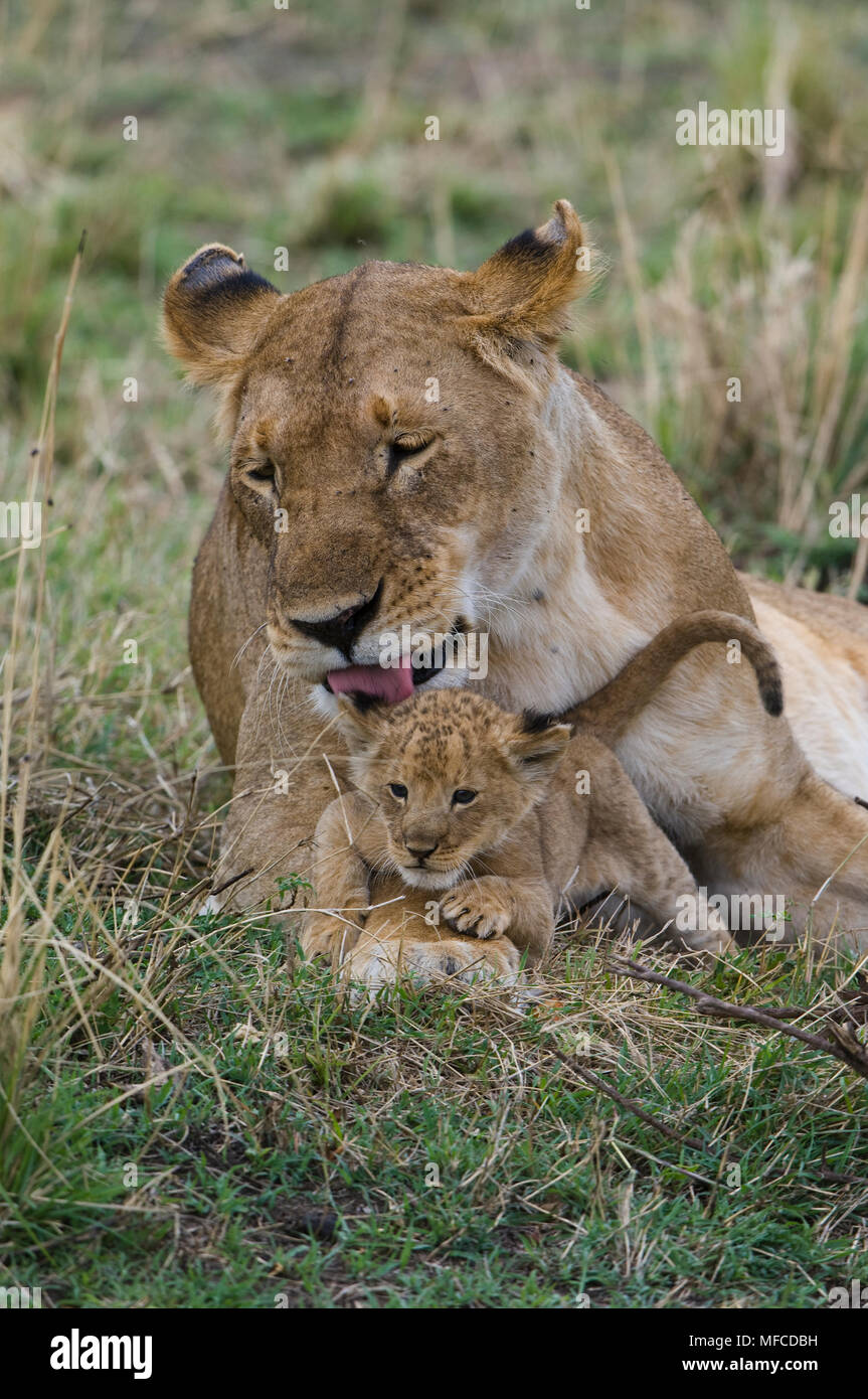 Lioness washing her cub; Panthera leo; Kenya Stock Photo - Alamy
