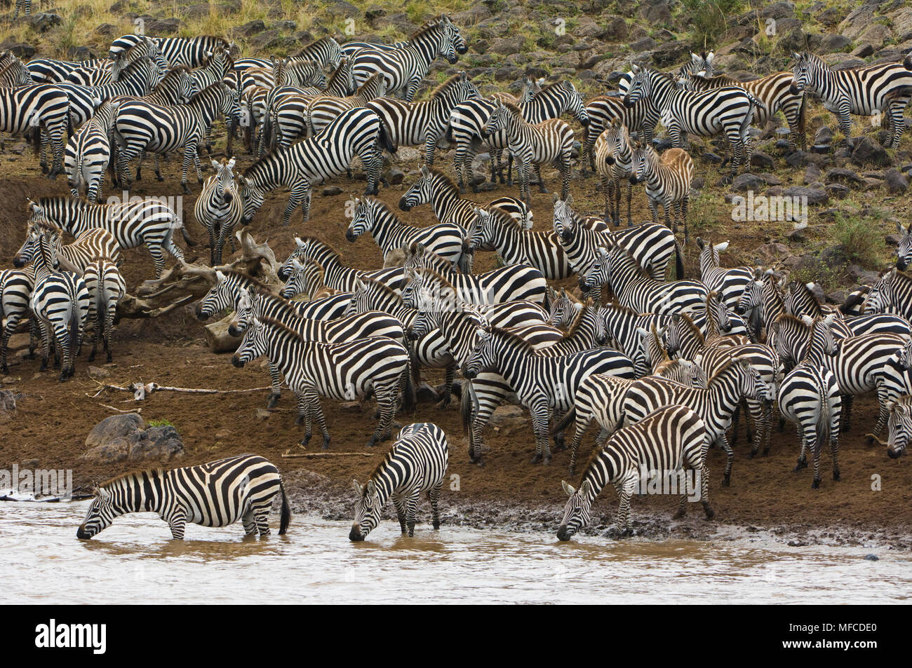 Common zebra prepare to cross the Mara River on their anual migration ...