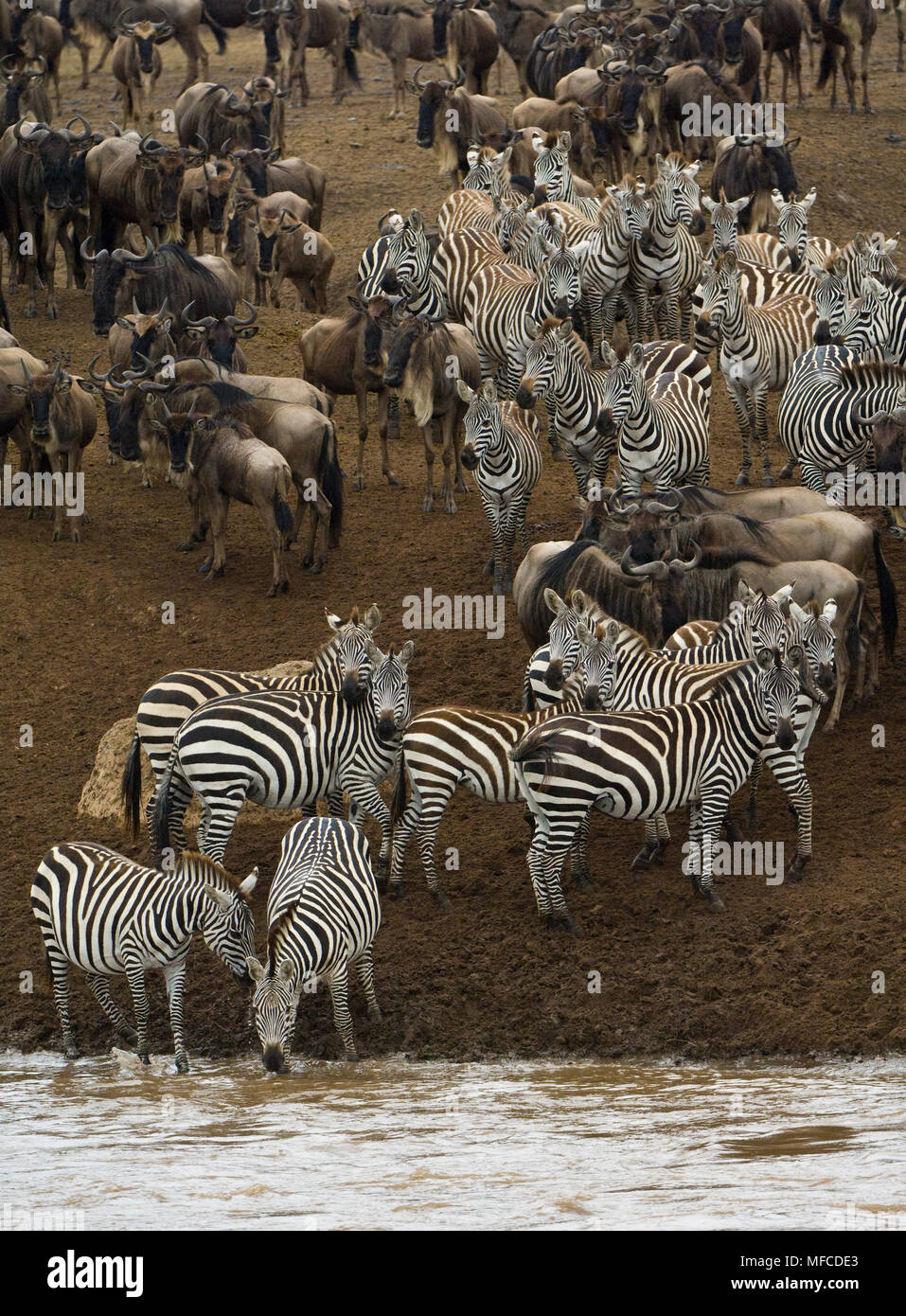 Migrating wildebeest and zebra hi-res stock photography and images - Alamy