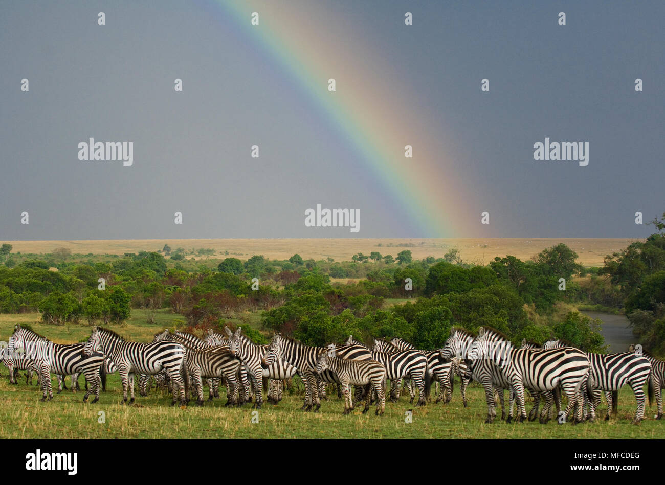 Rainbow and common zebras, Equus burchelli; Masai Mara, Kenya Stock ...