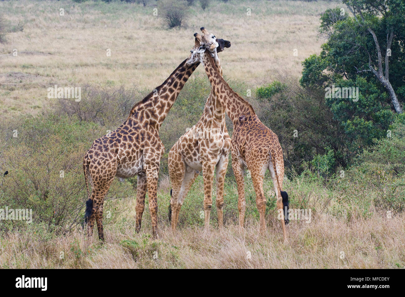 Camelopardais hi-res stock photography and images - Alamy