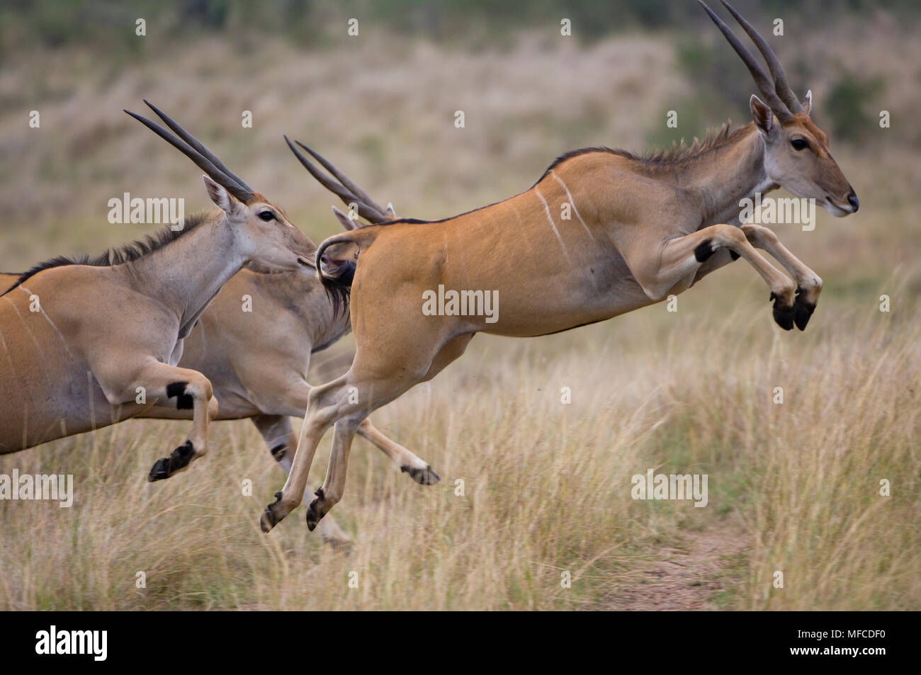 Jumping eland hi-res stock photography and images - Alamy