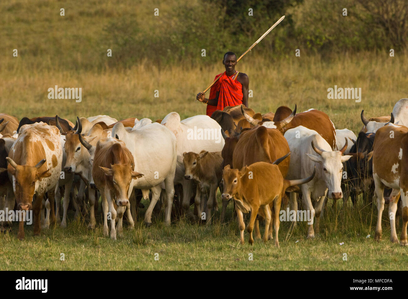 Masai herding cattle hi-res stock photography and images - Alamy