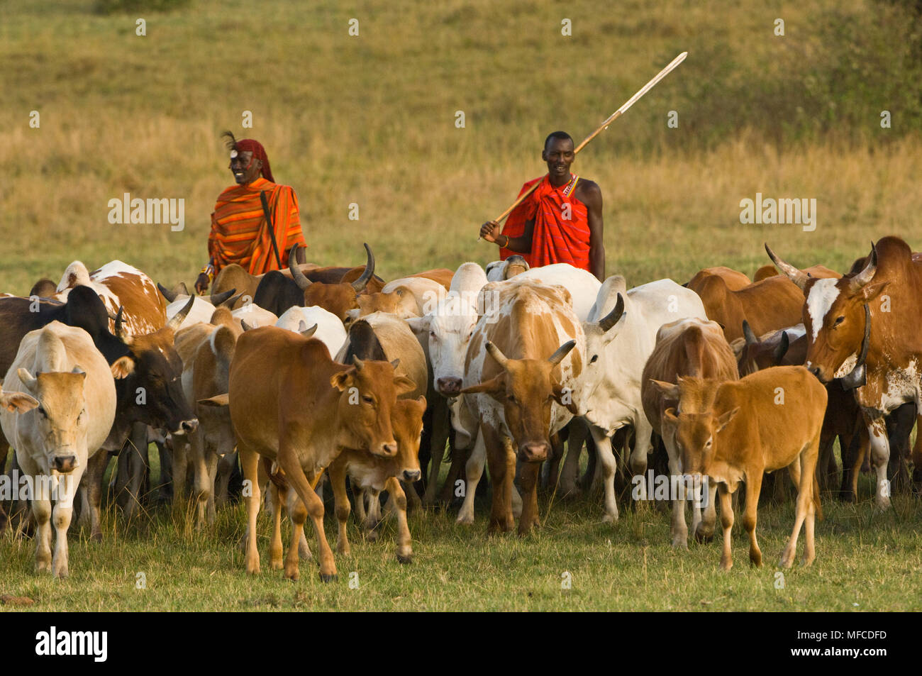 Masai herding cattle kenya hi-res stock photography and images - Alamy