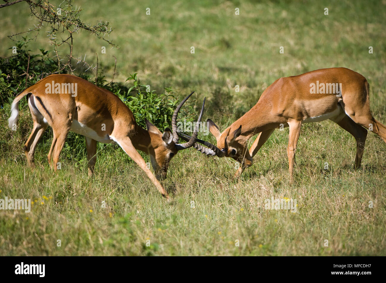 Impala fighting hi-res stock photography and images - Alamy