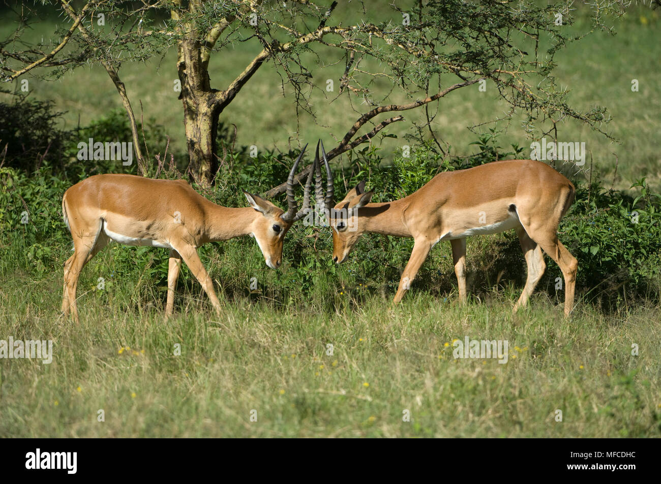 Impala fighting hi-res stock photography and images - Alamy