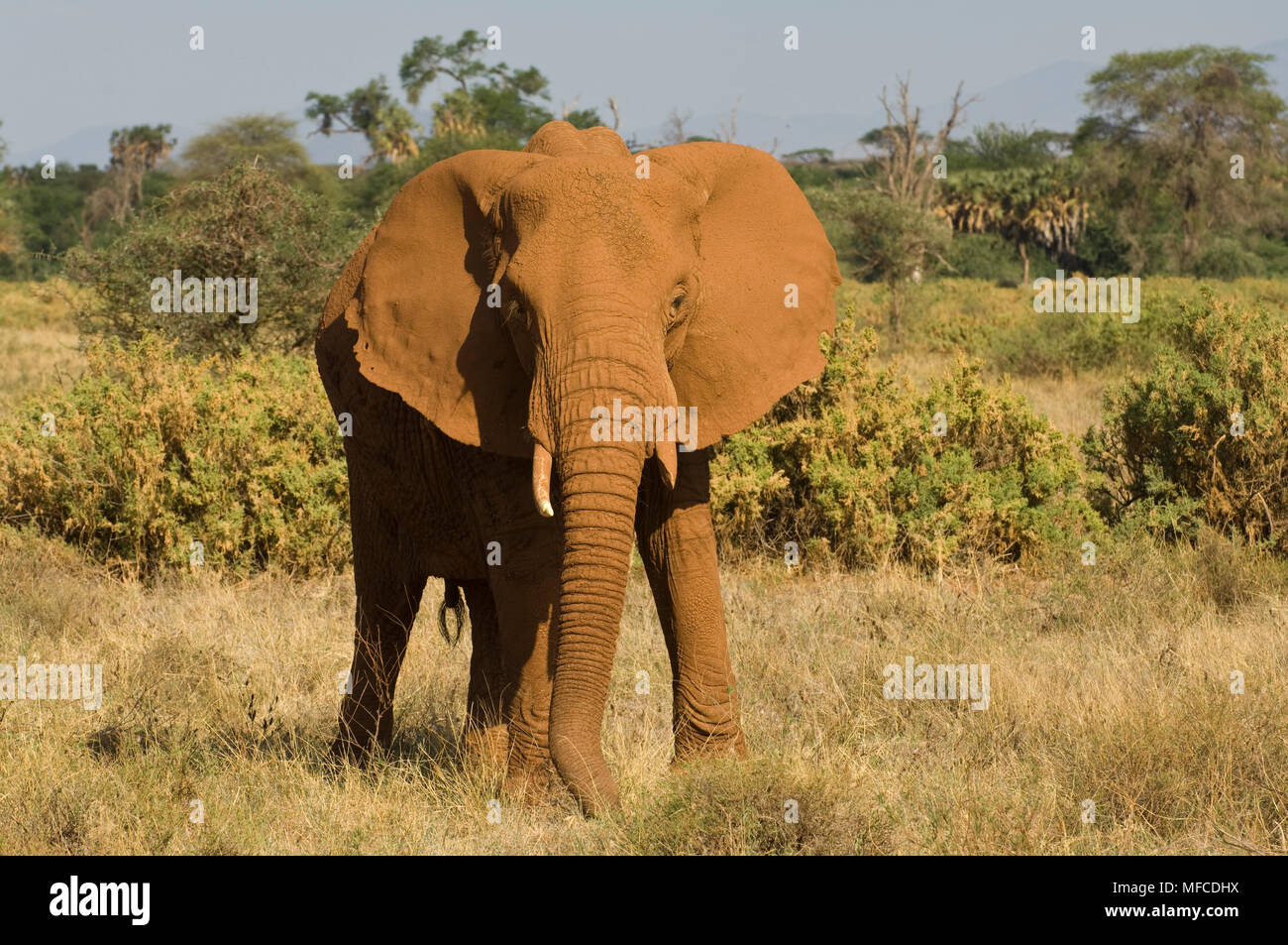Elephant covered with red dust, Loxodonta africana; Samburu National ...